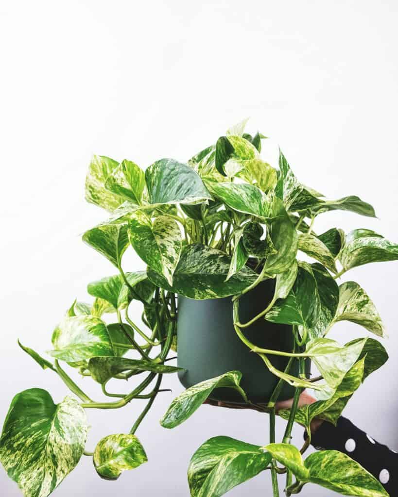 Planta Jiboia: Cuidados e Dicas Para Cultivar em Casa 2026