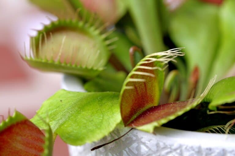 Dicas Simples de Como Cuidar de Planta Carnívora em 2026