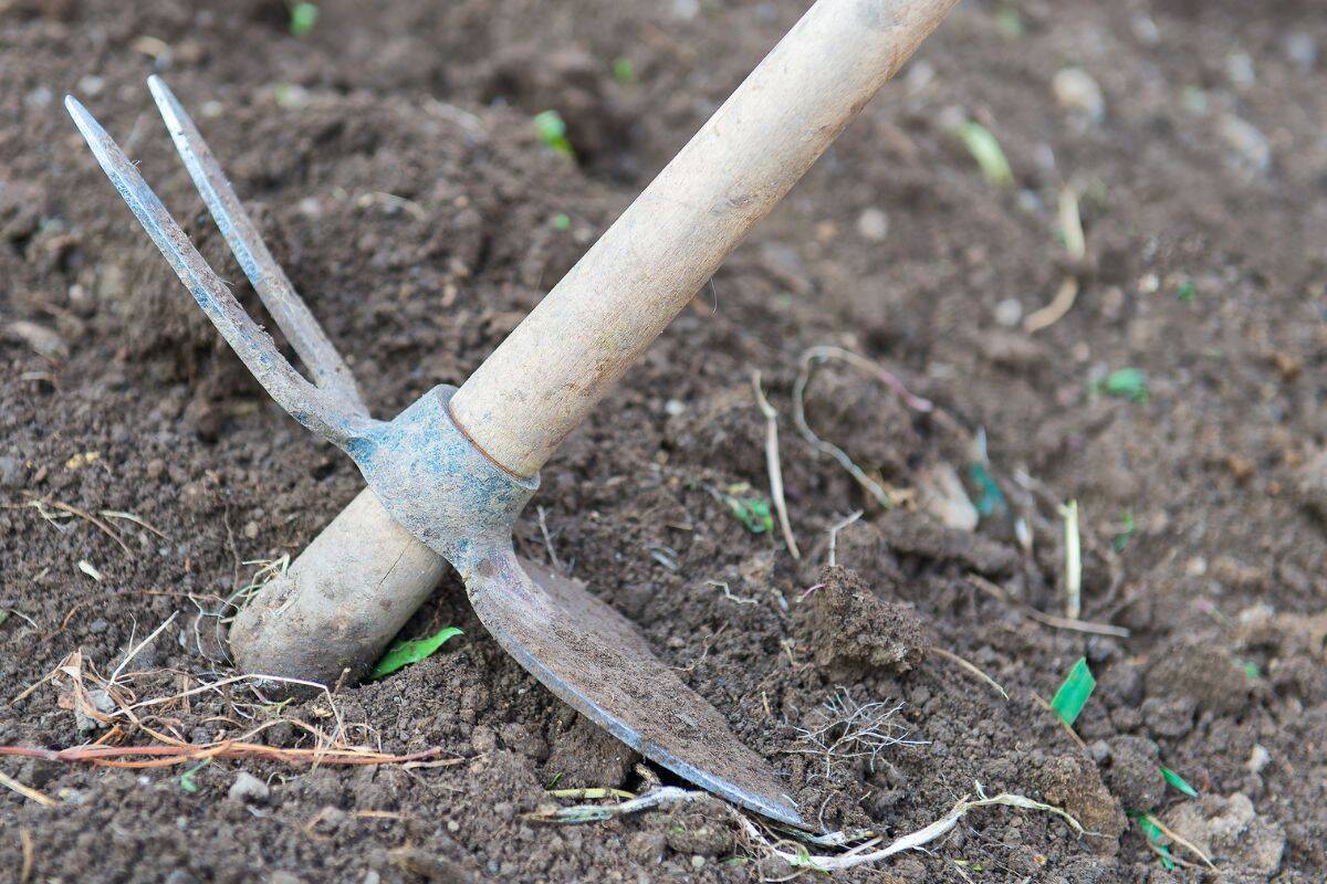 Horta Caseira: Guia Completo para Cultivar em Casa em 2026