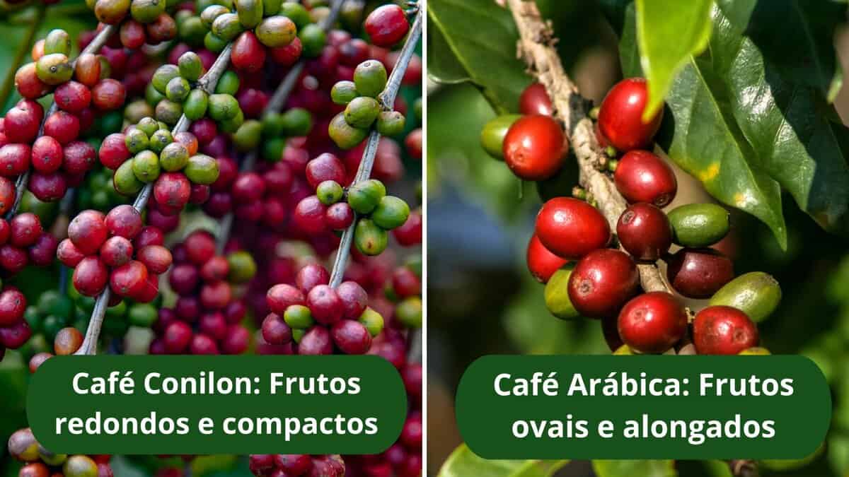 Pé de Café: Guia para Cultivar e Colher Grãos em Casa 2026