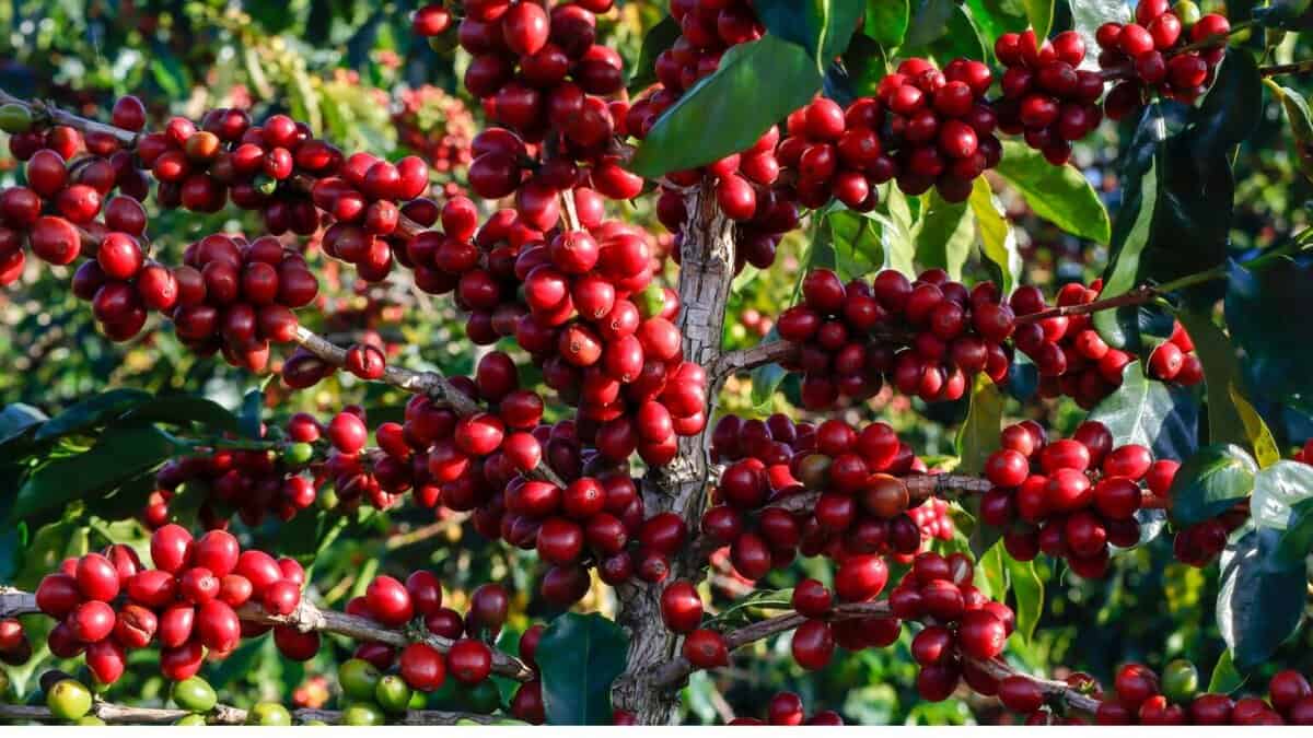 Pé de Café: Guia para Cultivar e Colher Grãos em Casa 2026
