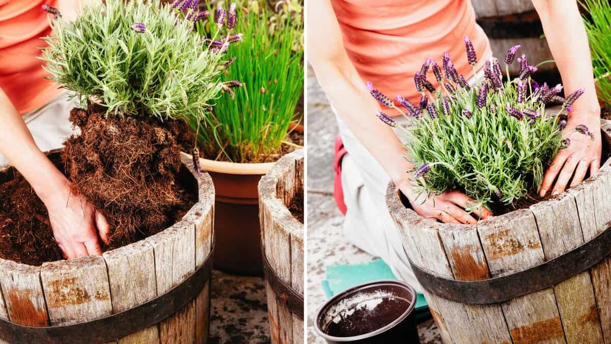Flores Lavanda: Guia Completo de Cultivo e Cuidados em 2026