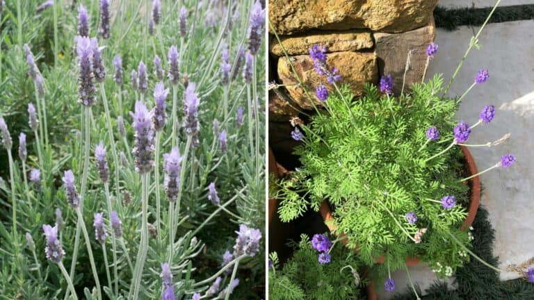 Flores Lavanda: Guia Completo de Cultivo e Cuidados em 2026