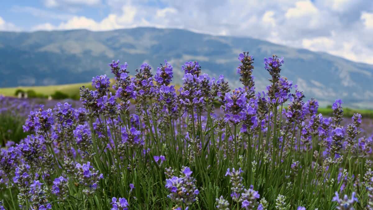 Flores Lavanda: Guia Completo de Cultivo e Cuidados em 2026