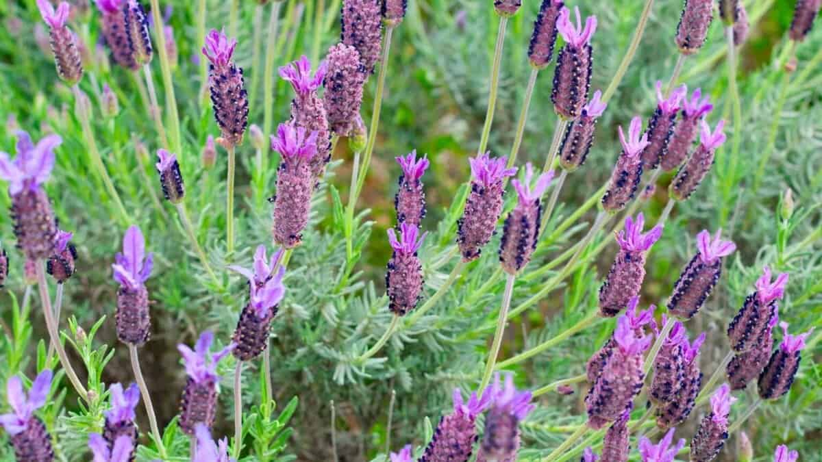 Flores Lavanda: Guia Completo de Cultivo e Cuidados em 2025