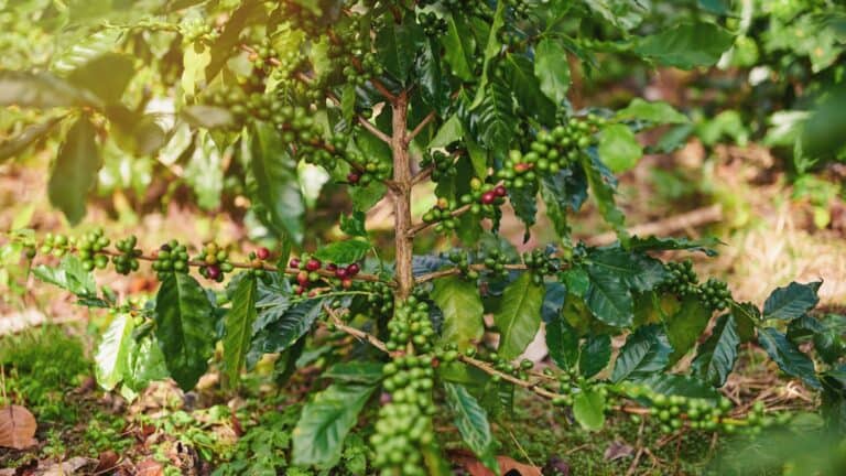 Pé de Café: Guia para Cultivar e Colher Grãos em Casa 2026